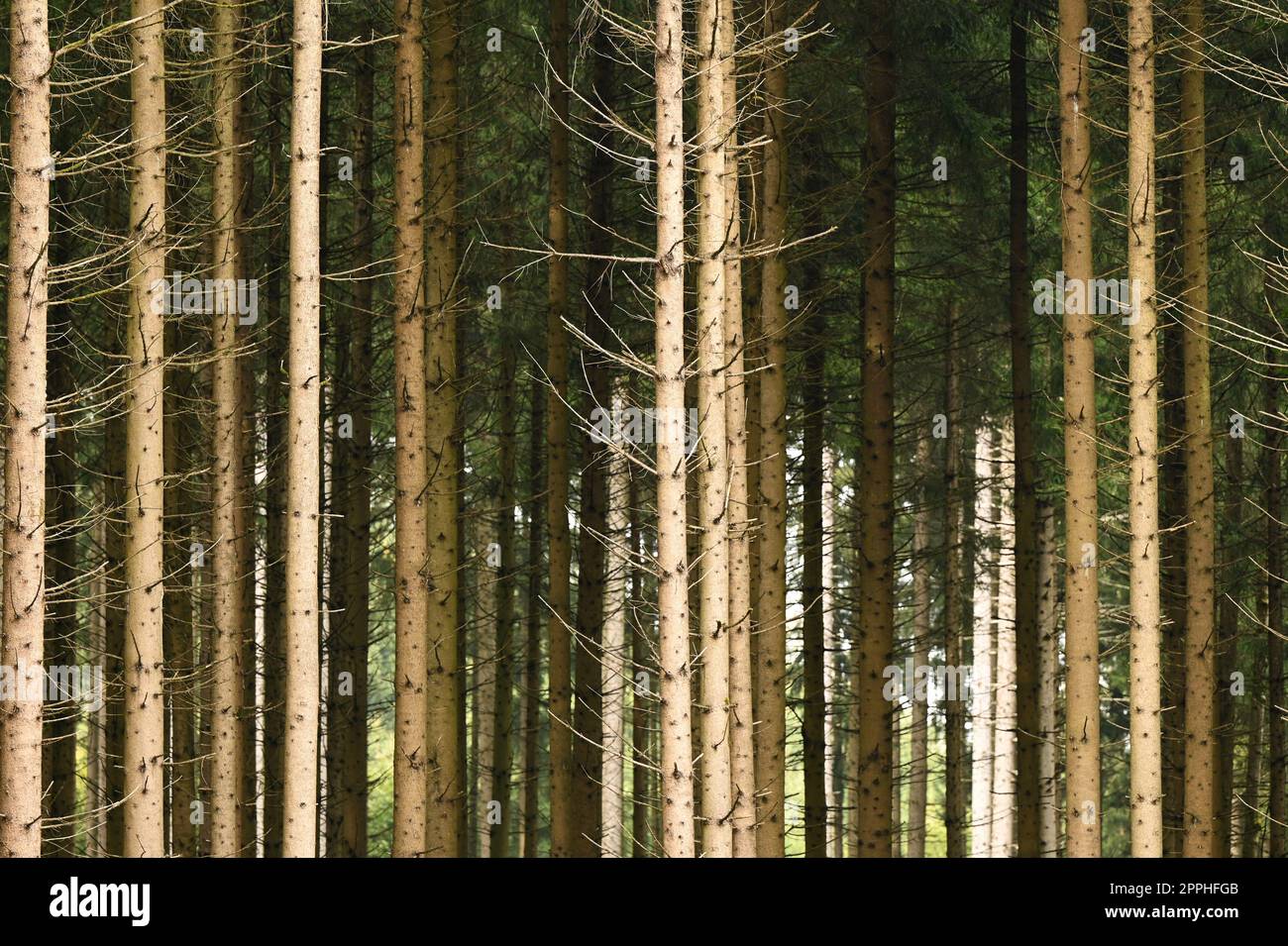 Frontal shot of forest Stock Photo - Alamy