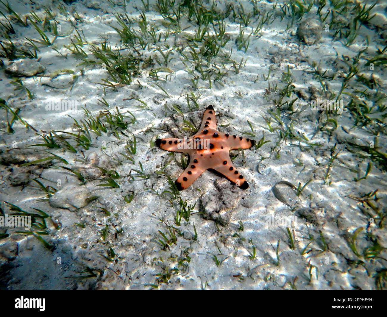 underwater world in moalboal on cebu island - colorful starfish Stock ...
