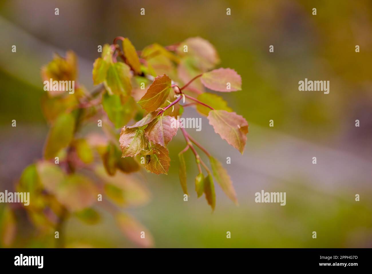 image with the leaves of a tree in spring Stock Photo - Alamy