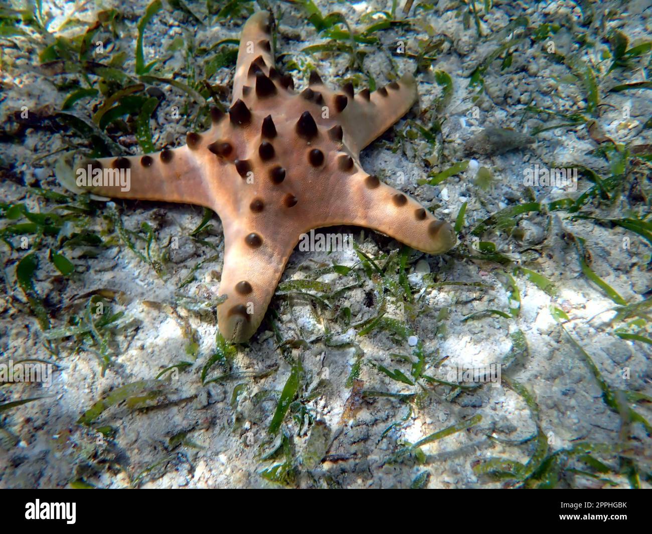 underwater world in moalboal on cebu island - colorful starfish Stock ...
