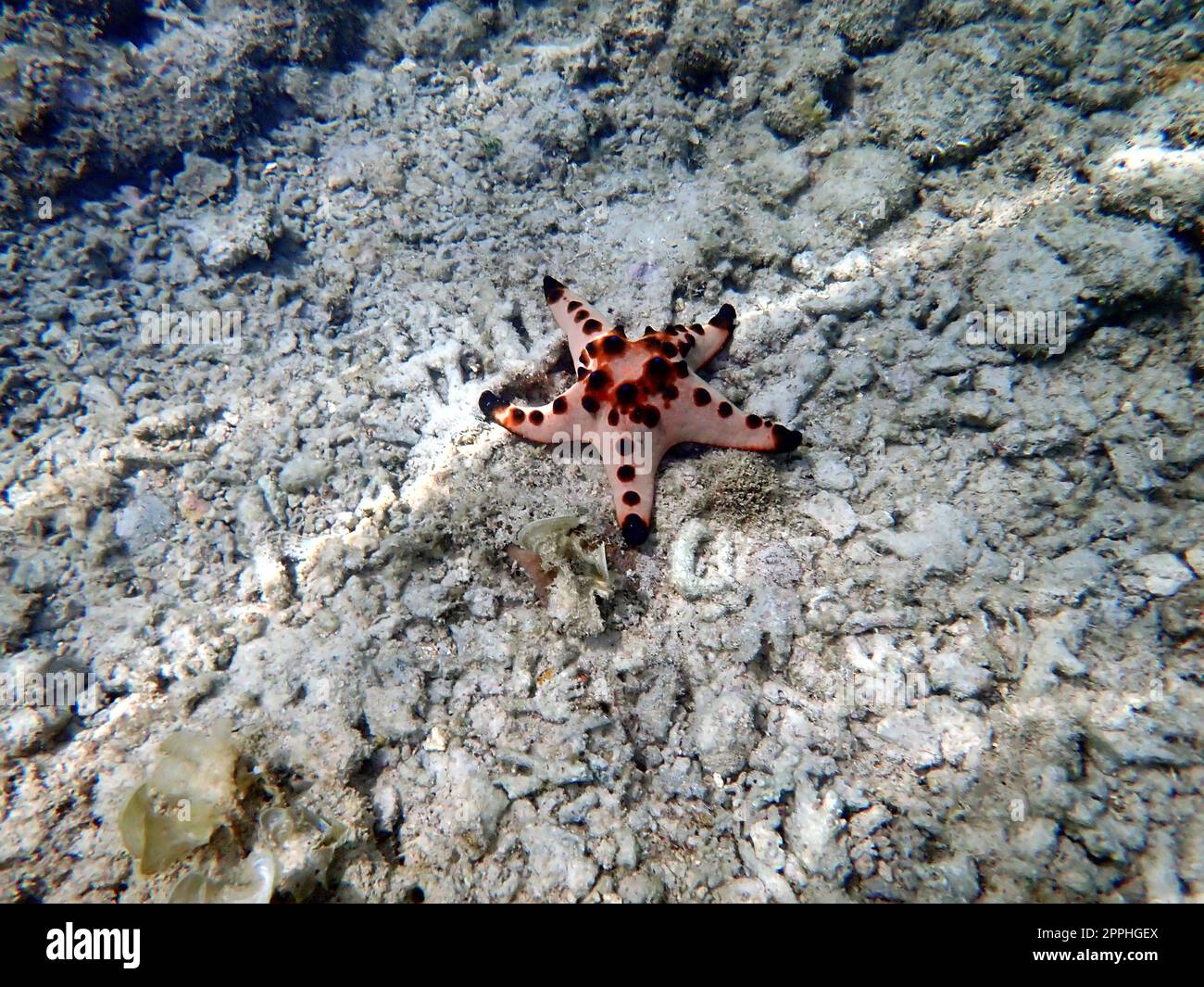 underwater world in moalboal on cebu island - colorful starfish Stock ...