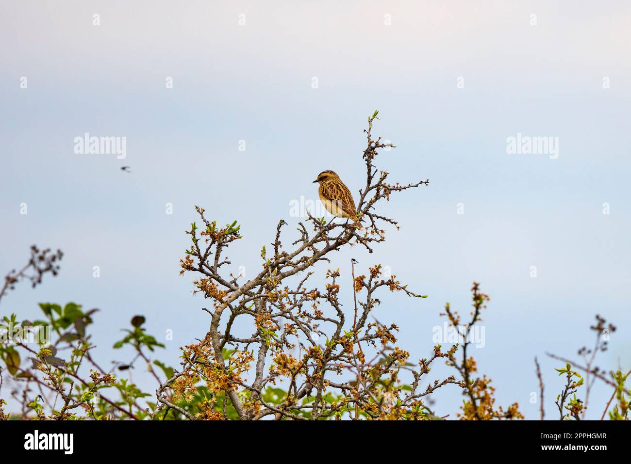 (Emberiza) are a genus of birds in the Emberizidae family ...
