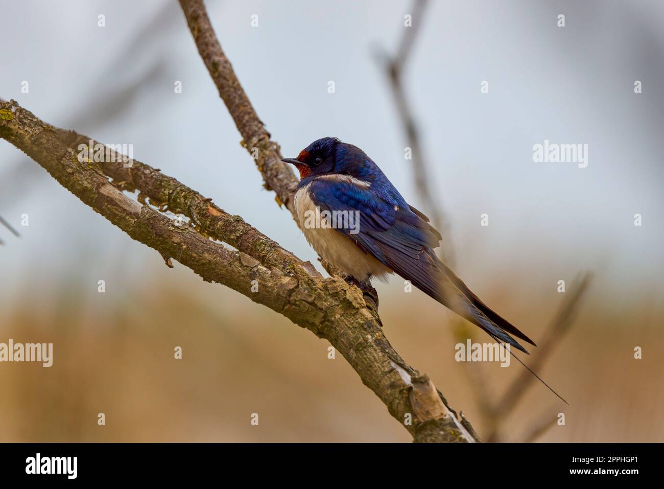 close up with a beautiful (Hirundo rustica Stock Photo - Alamy