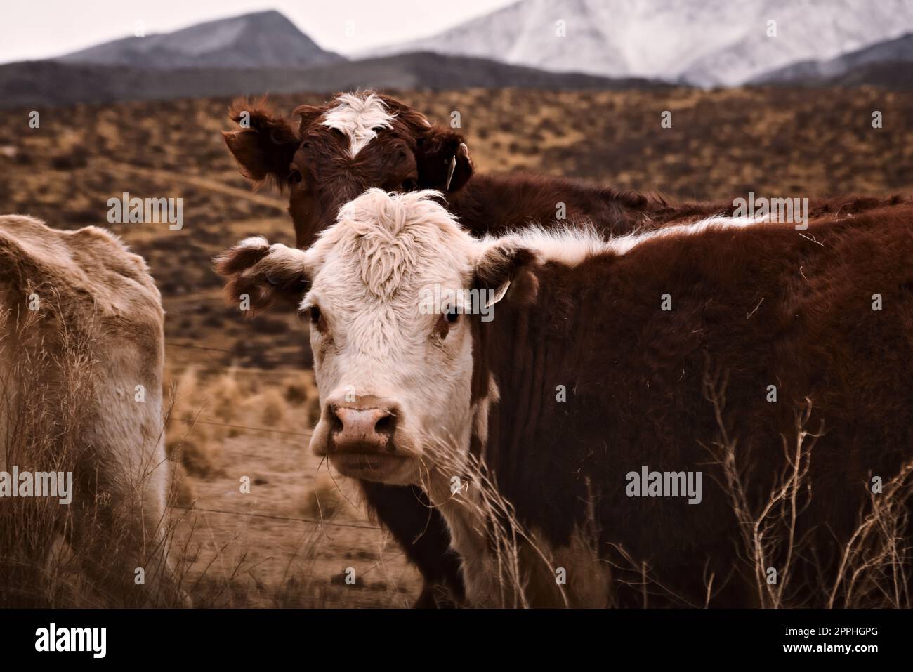 Two cows looking at the camera in a cold, cloudy day in Tupungato ...