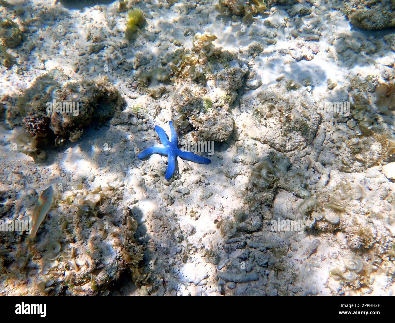 underwater world in moalboal on cebu island - colorful starfish Stock ...