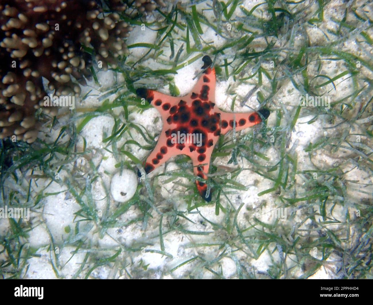 underwater world in moalboal on cebu island - colorful starfish Stock ...
