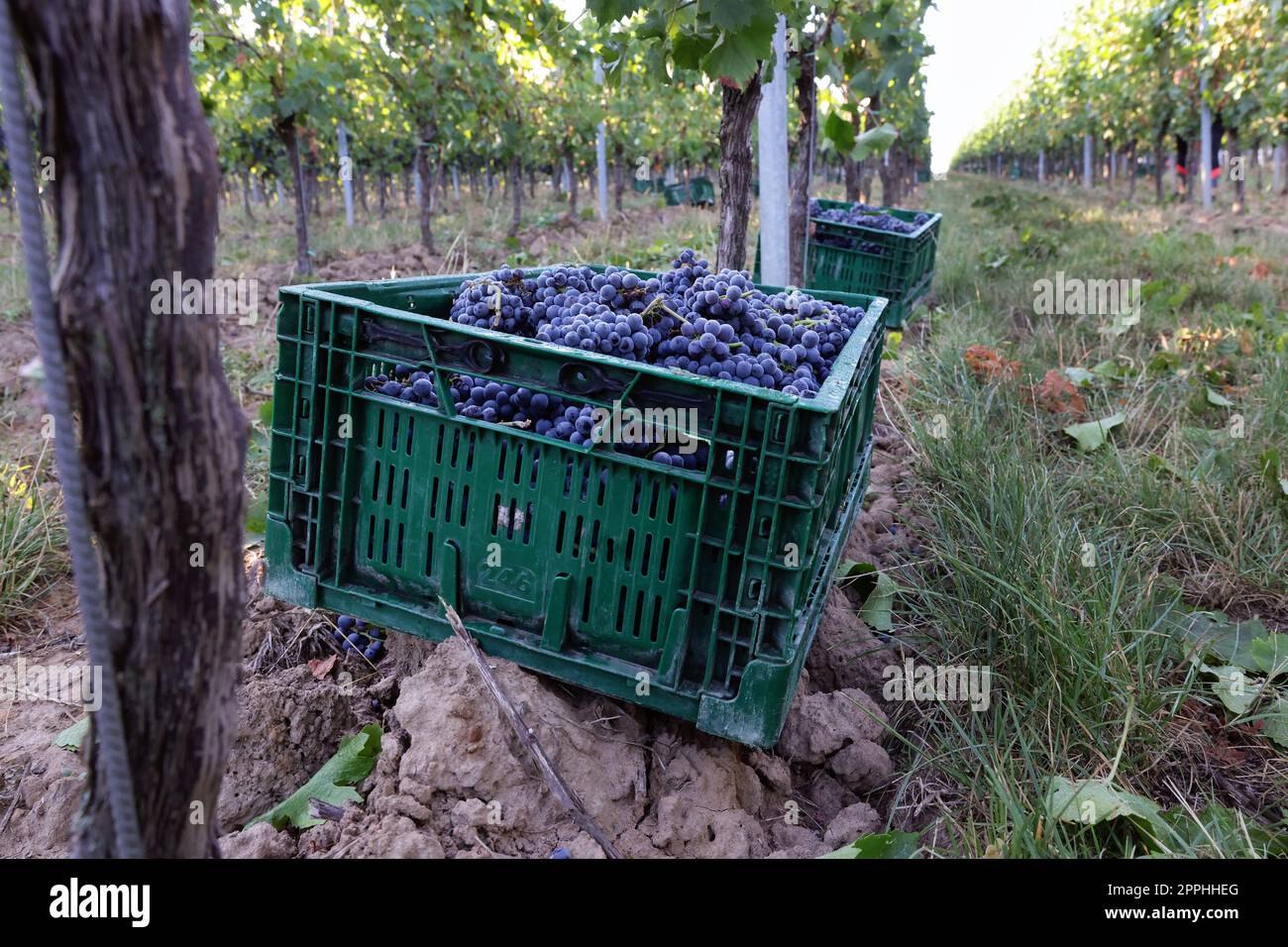 Harvest boxes hi-res stock photography and images - Alamy