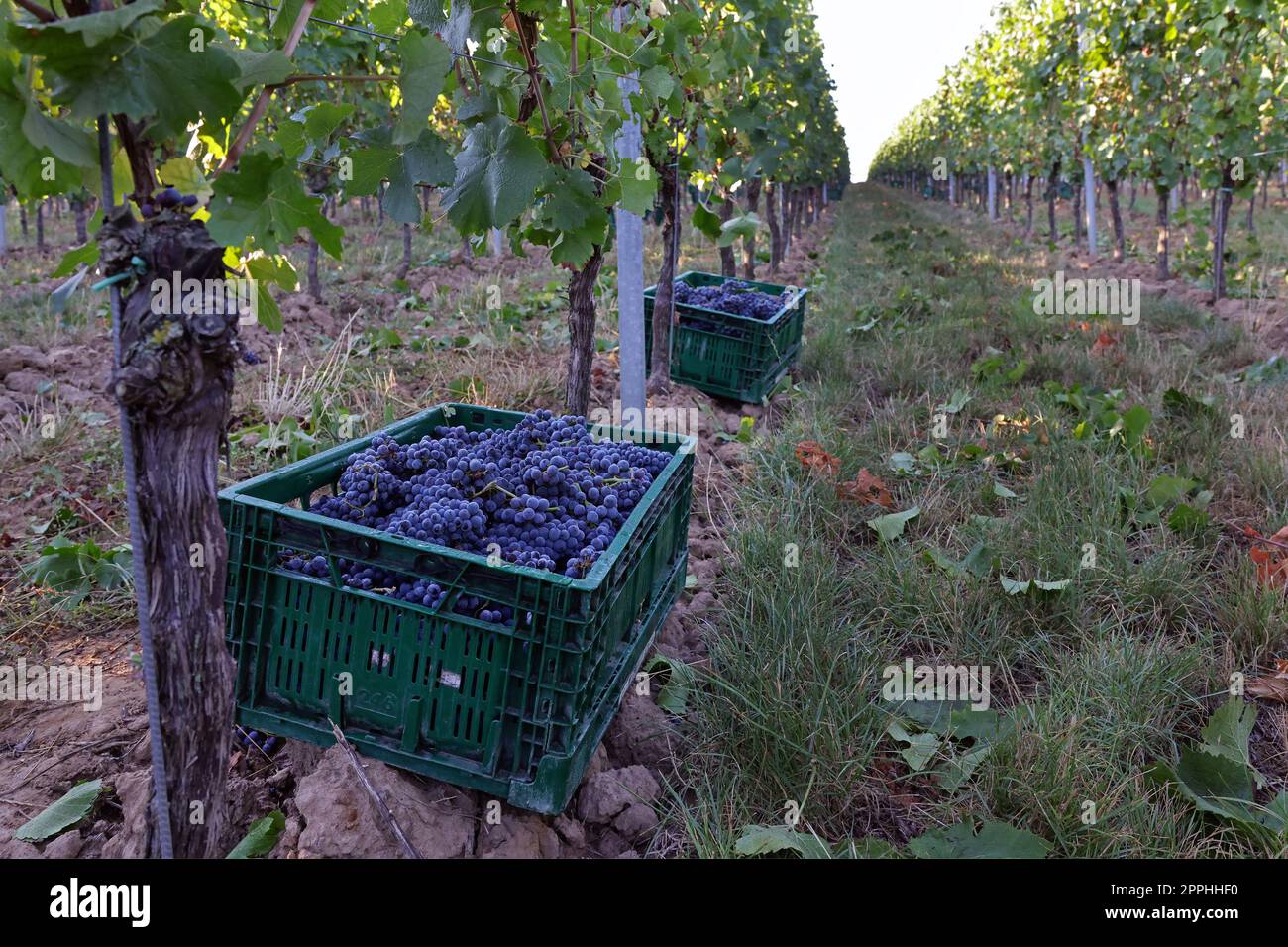 Harvest boxes hi-res stock photography and images - Alamy