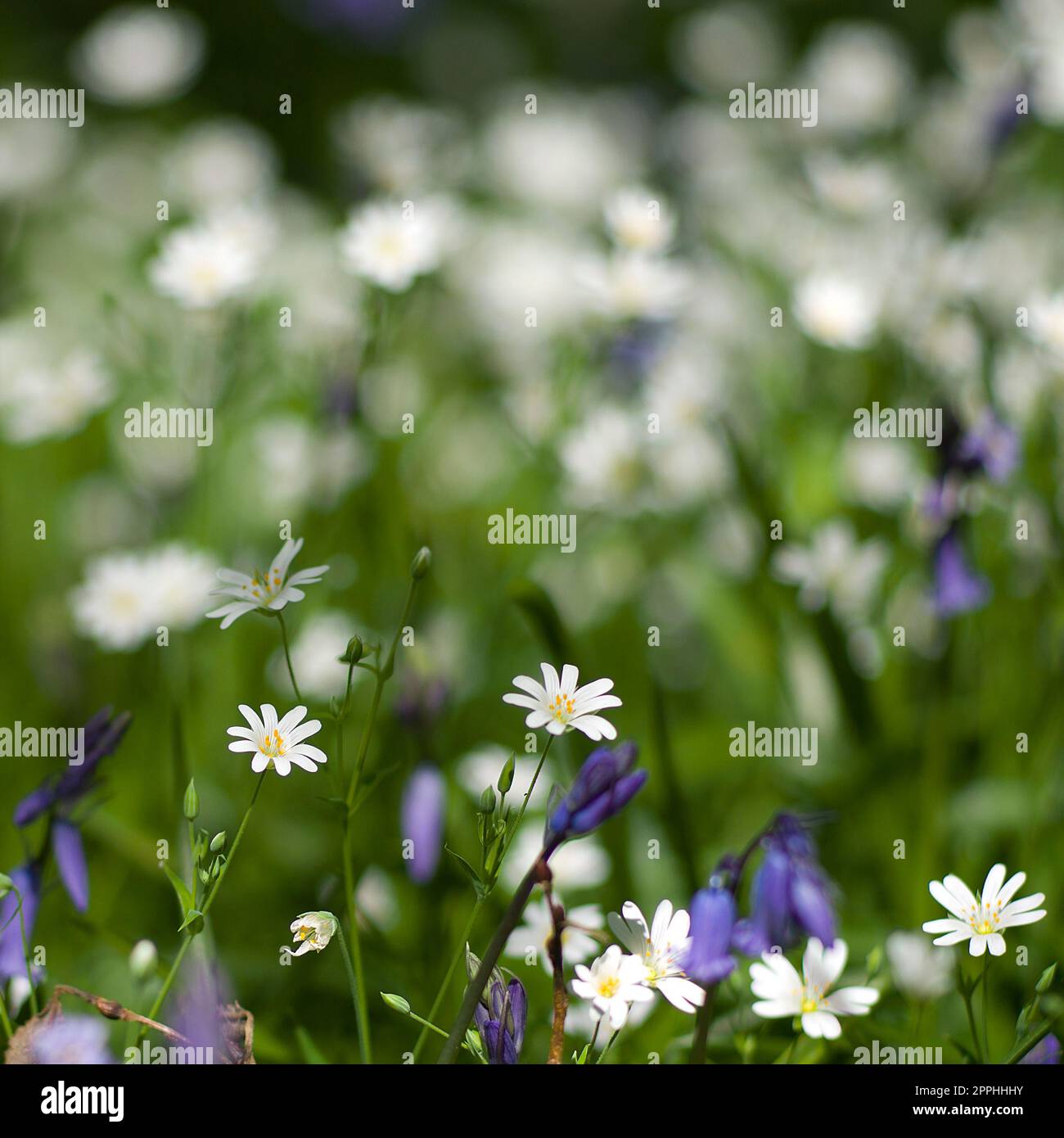 Spring flowers, Yorkshire dales, UK Stock Photo - Alamy