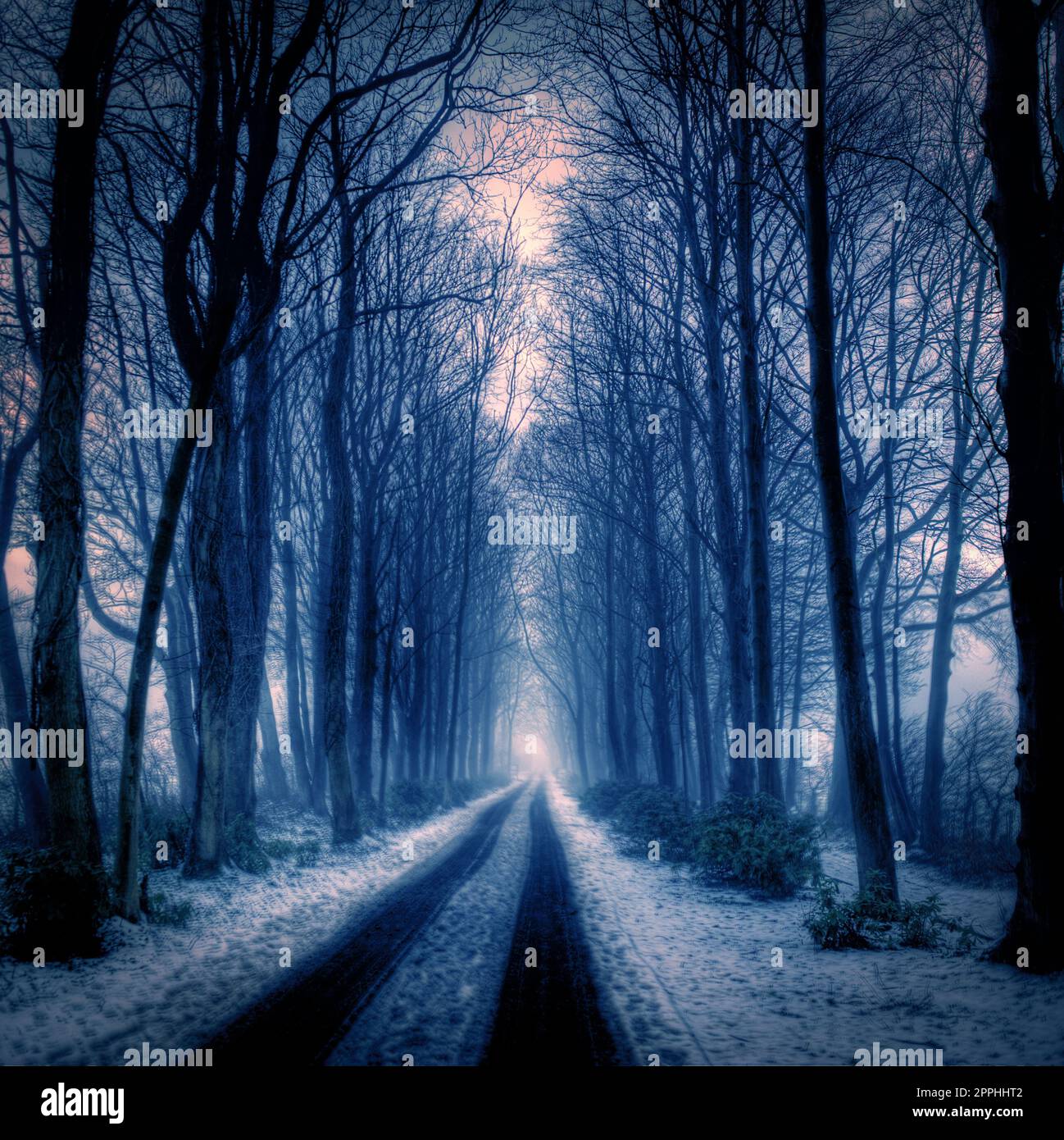 Cold winters day in the woods, Clitheroe, Ribble Valley, Lancashire, UK ...