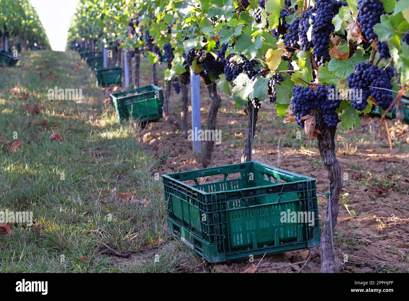boxes for the grapes at harvest time Stock Photo - Alamy