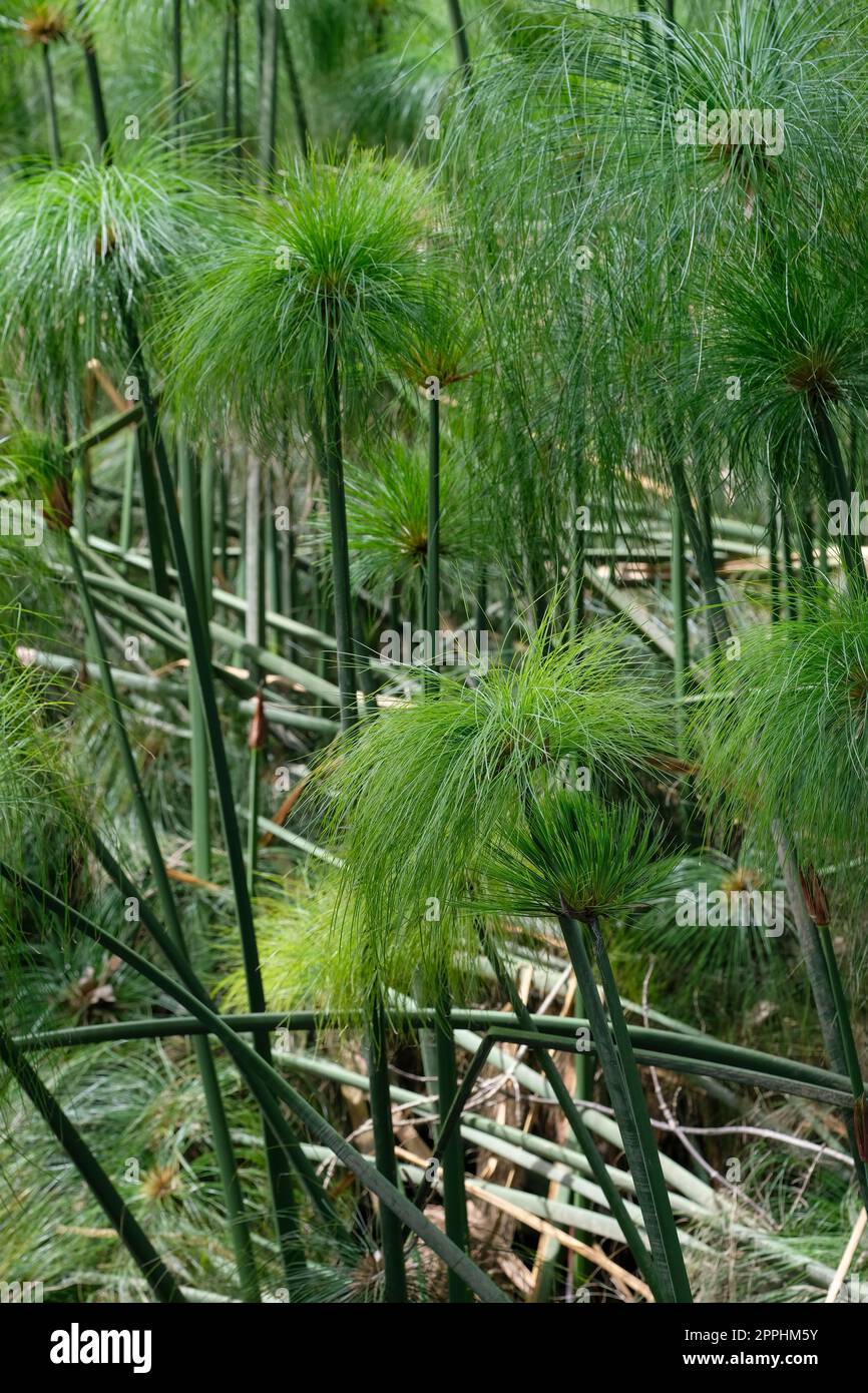 Cyperus papyrus hi-res stock photography and images - Alamy