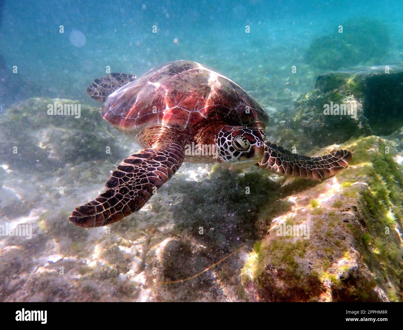 snorkeling with a sea turtle at moalboal on cebu island Stock Photo - Alamy