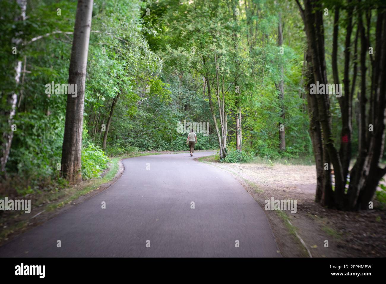 The forest road. Lonely pedestrian walking into the distance. Art lens ...