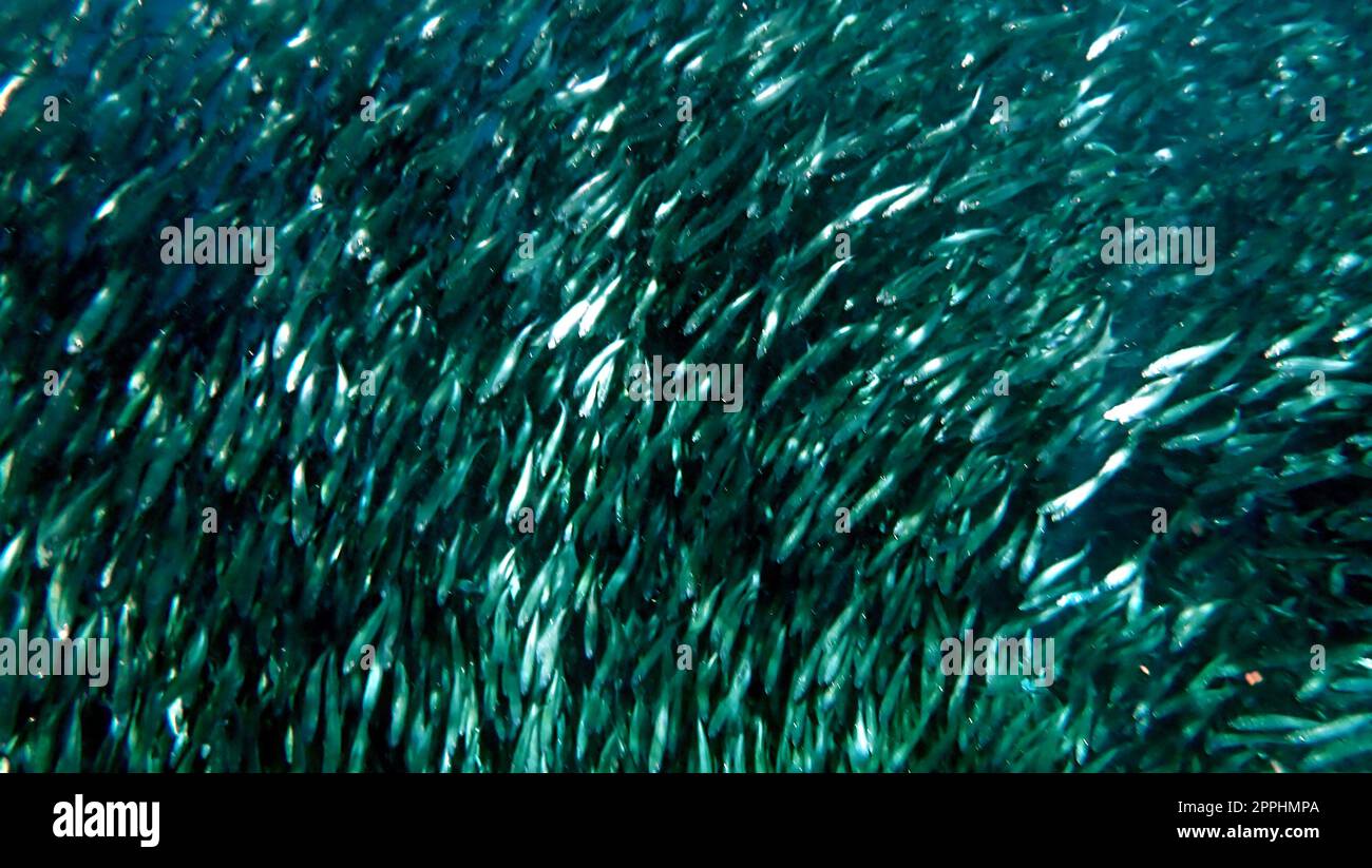 swarm of sardines in the pacific ocean near moalboal on cebu island ...