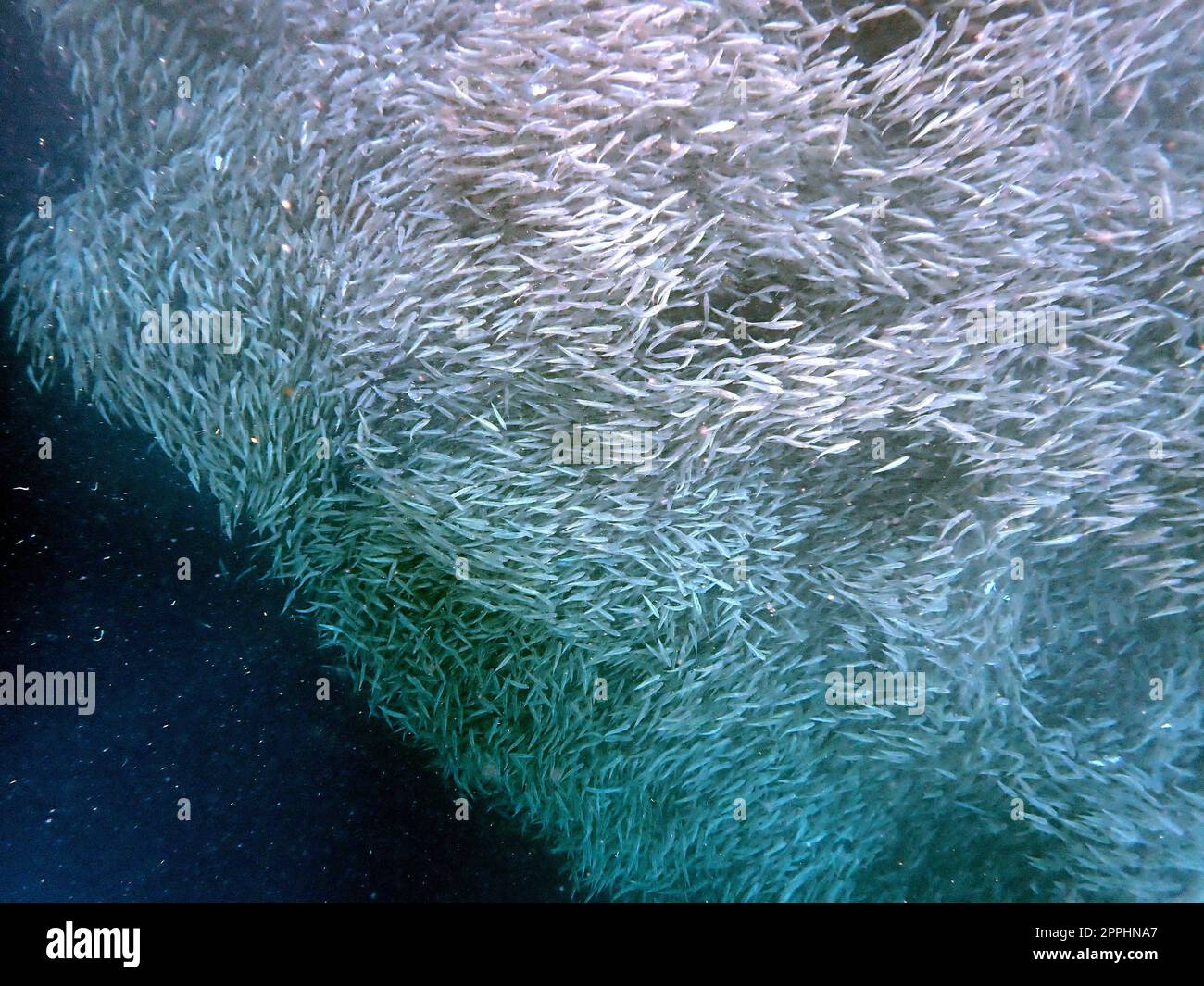 swarm of sardines in the pacific ocean near moalboal on cebu island ...
