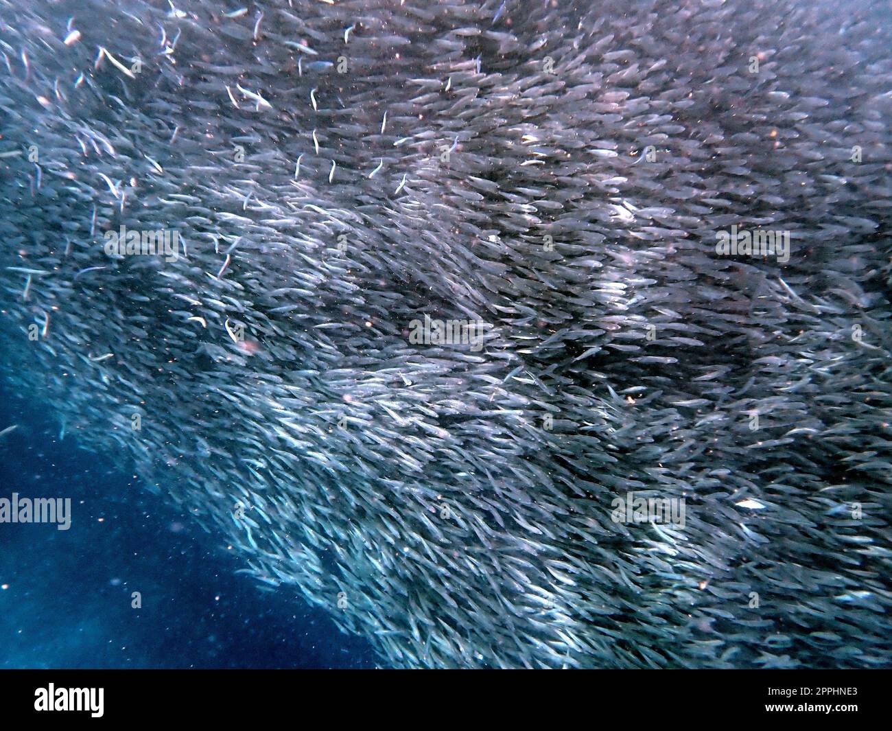 swarm of sardines in the pacific ocean near moalboal on cebu island ...
