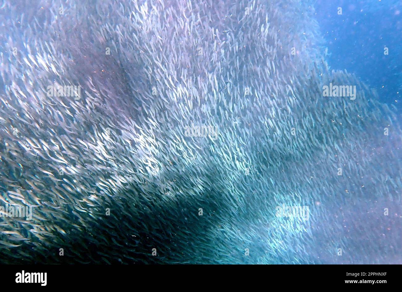 swarm of sardines in the pacific ocean near moalboal on cebu island ...