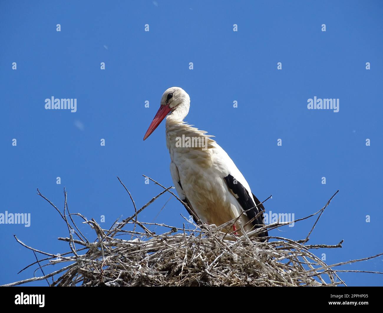 White stork young nest hi-res stock photography and images - Alamy