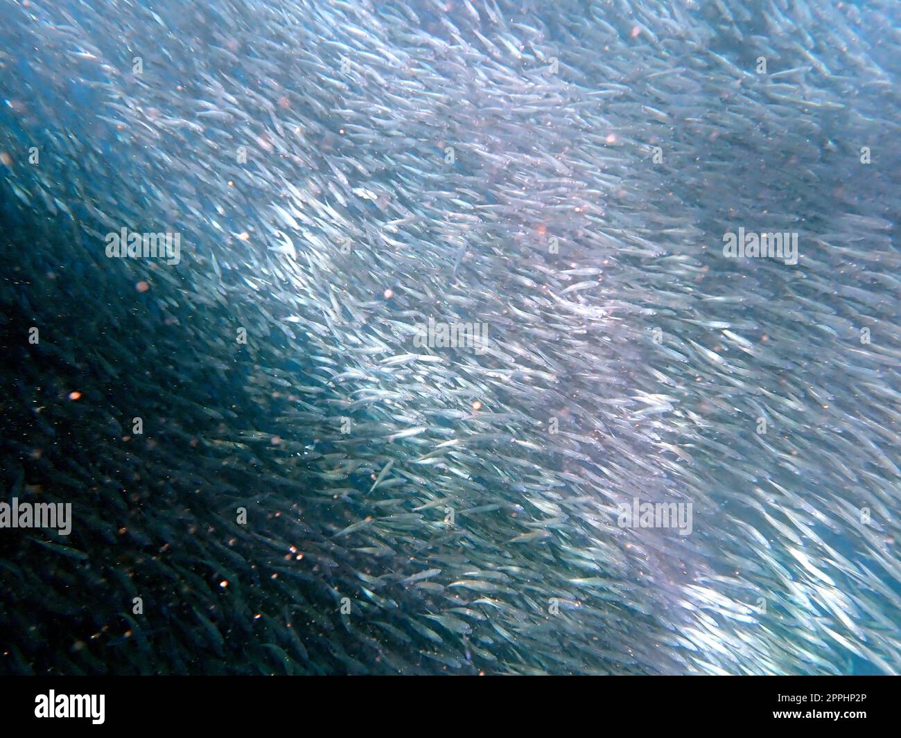 swarm of sardines in the pacific ocean near moalboal on cebu island ...