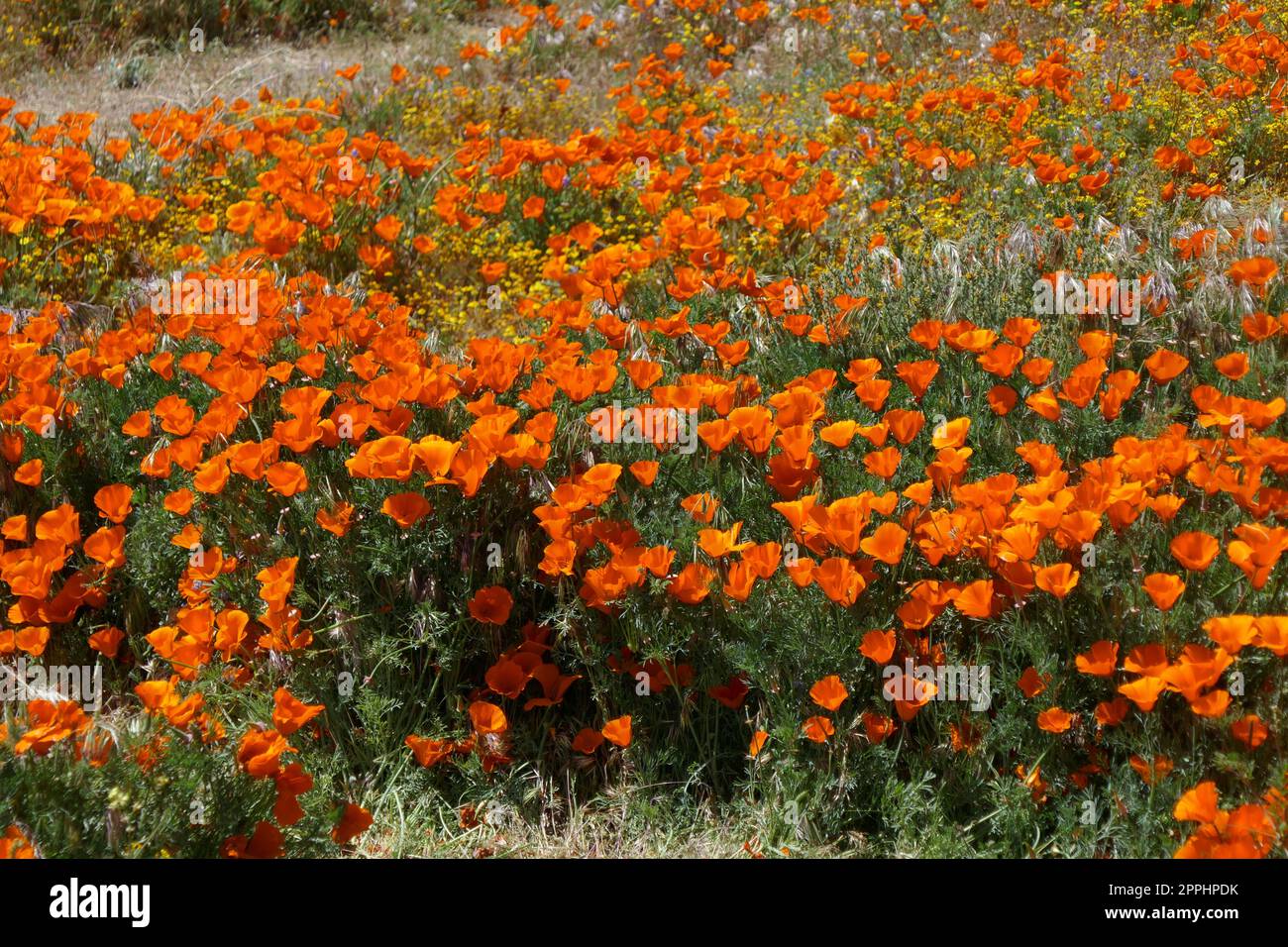 Lancaster, California, USA 23rd April 2023 Poppies at Antelope Valley ...