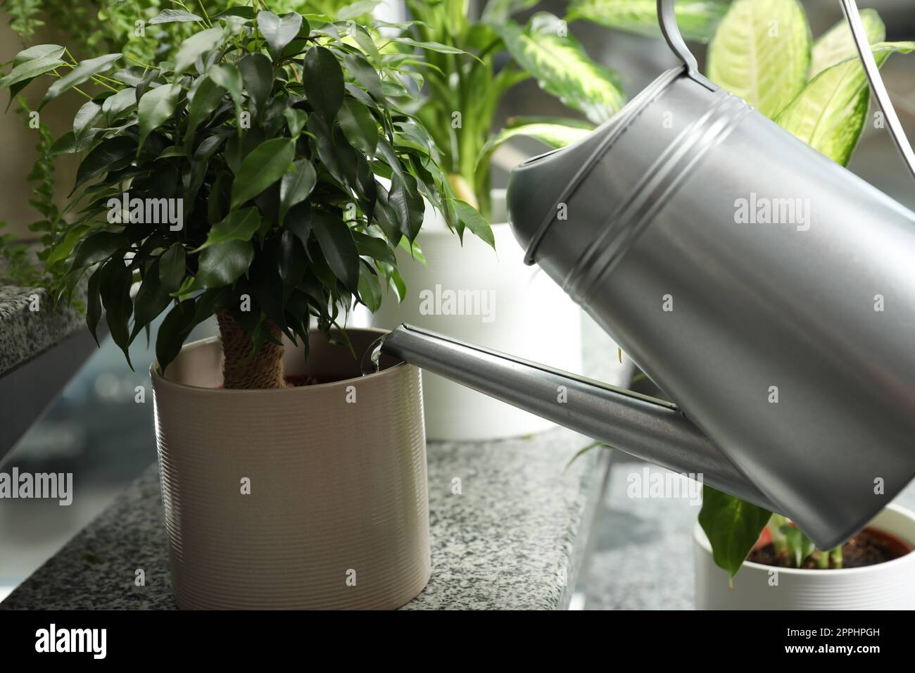 Watering Ficus benjamina on stairs. Home plant Stock Photo - Alamy