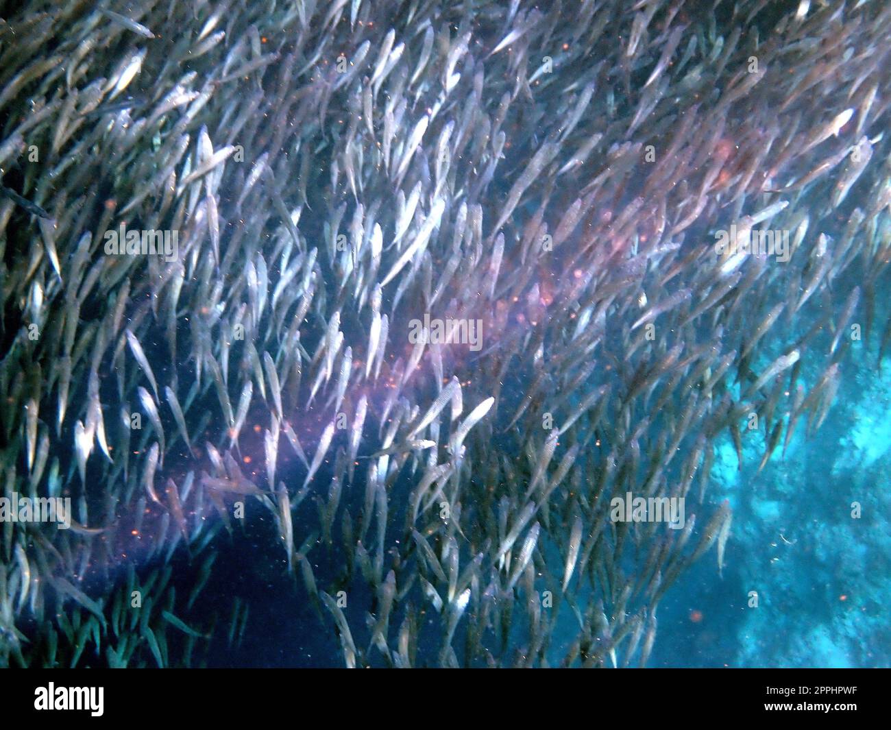 swarm of sardines in the pacific ocean near moalboal on cebu island ...