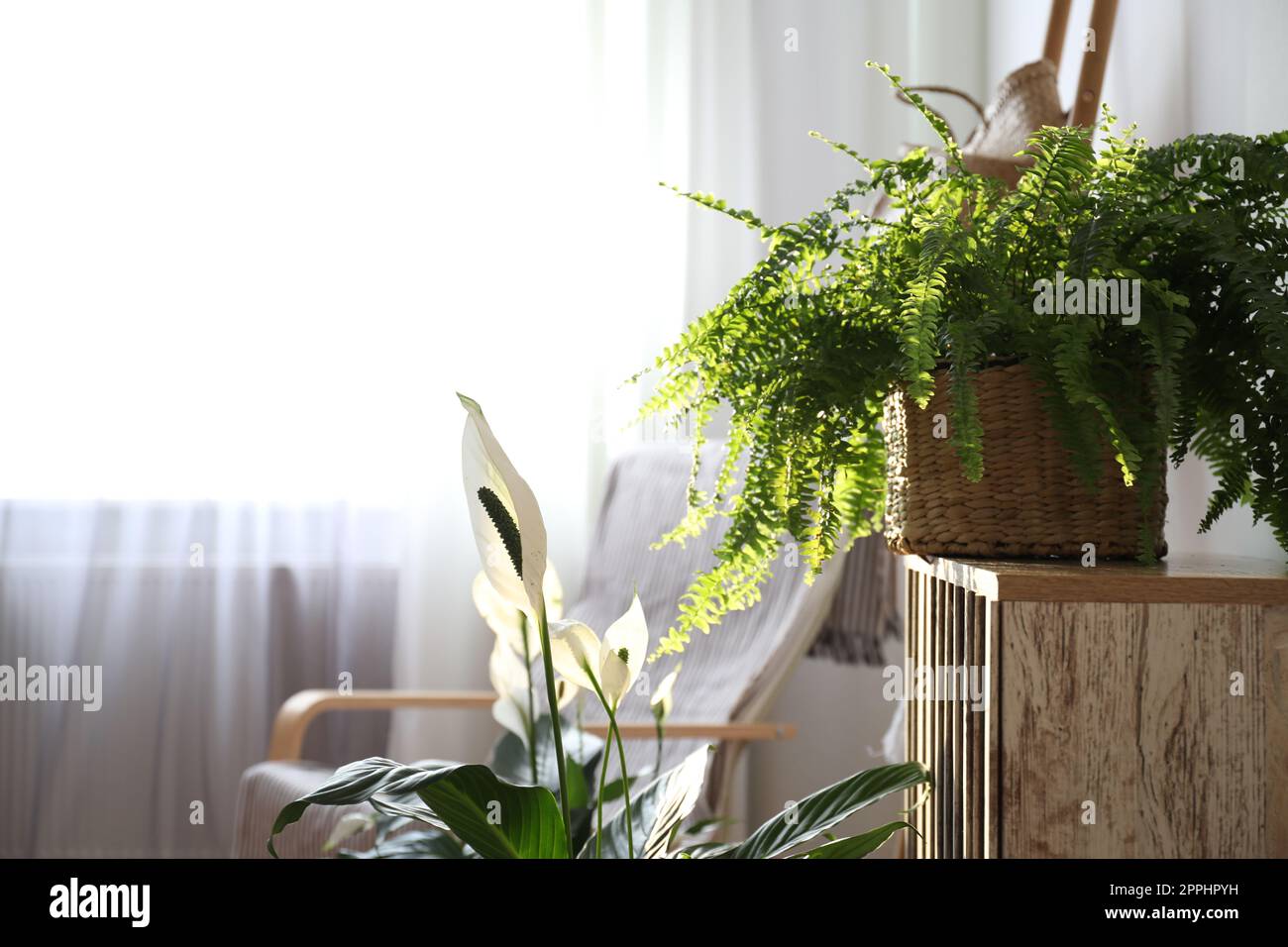 Beautiful potted plants near window indoors. Interior design idea Stock ...