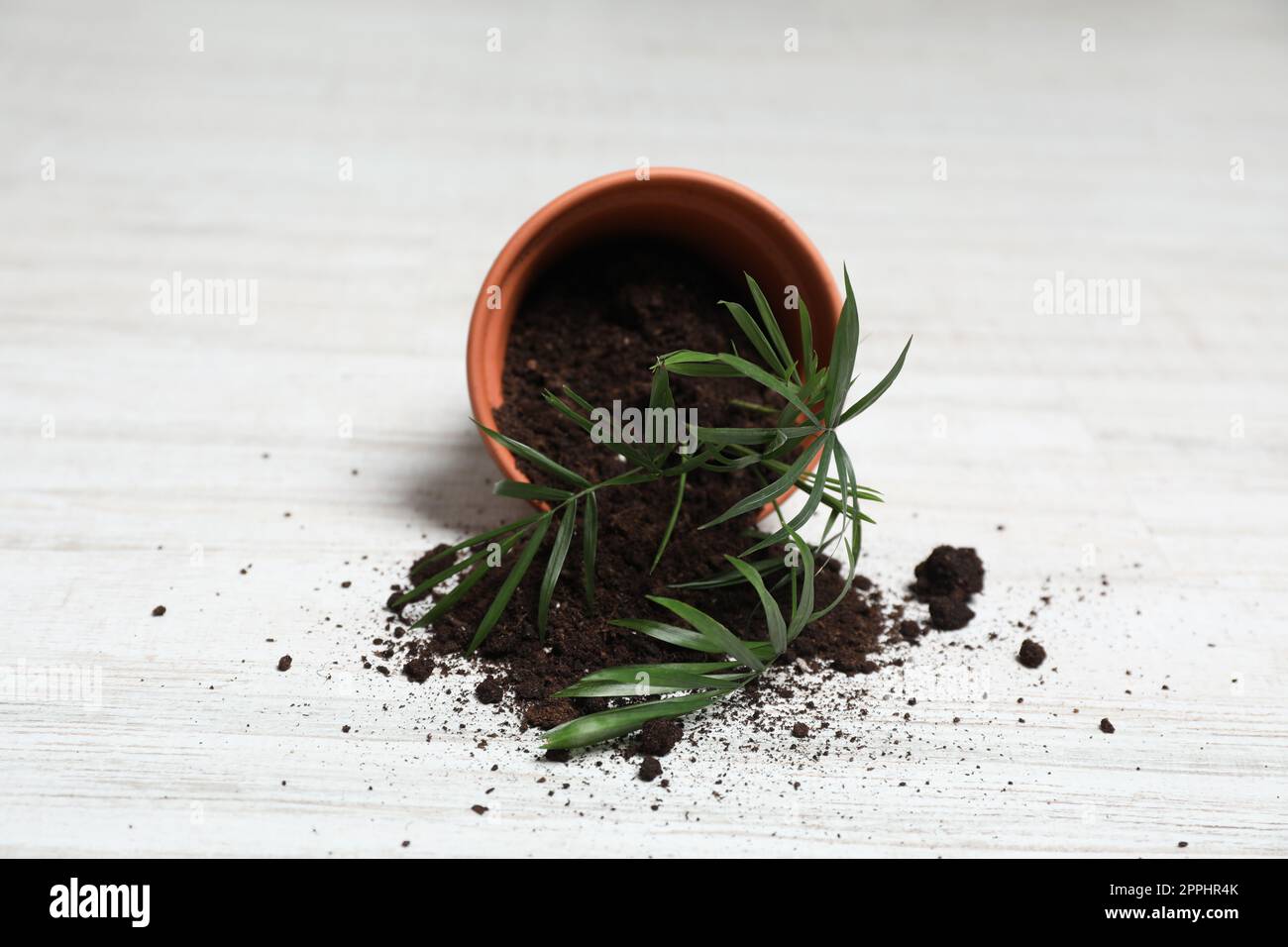 Overturned terracotta flower pot with soil and plant on white wooden ...