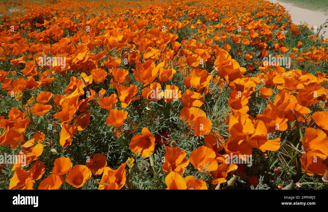 Lancaster, California, USA 23rd April 2023 Poppies at Antelope Valley ...