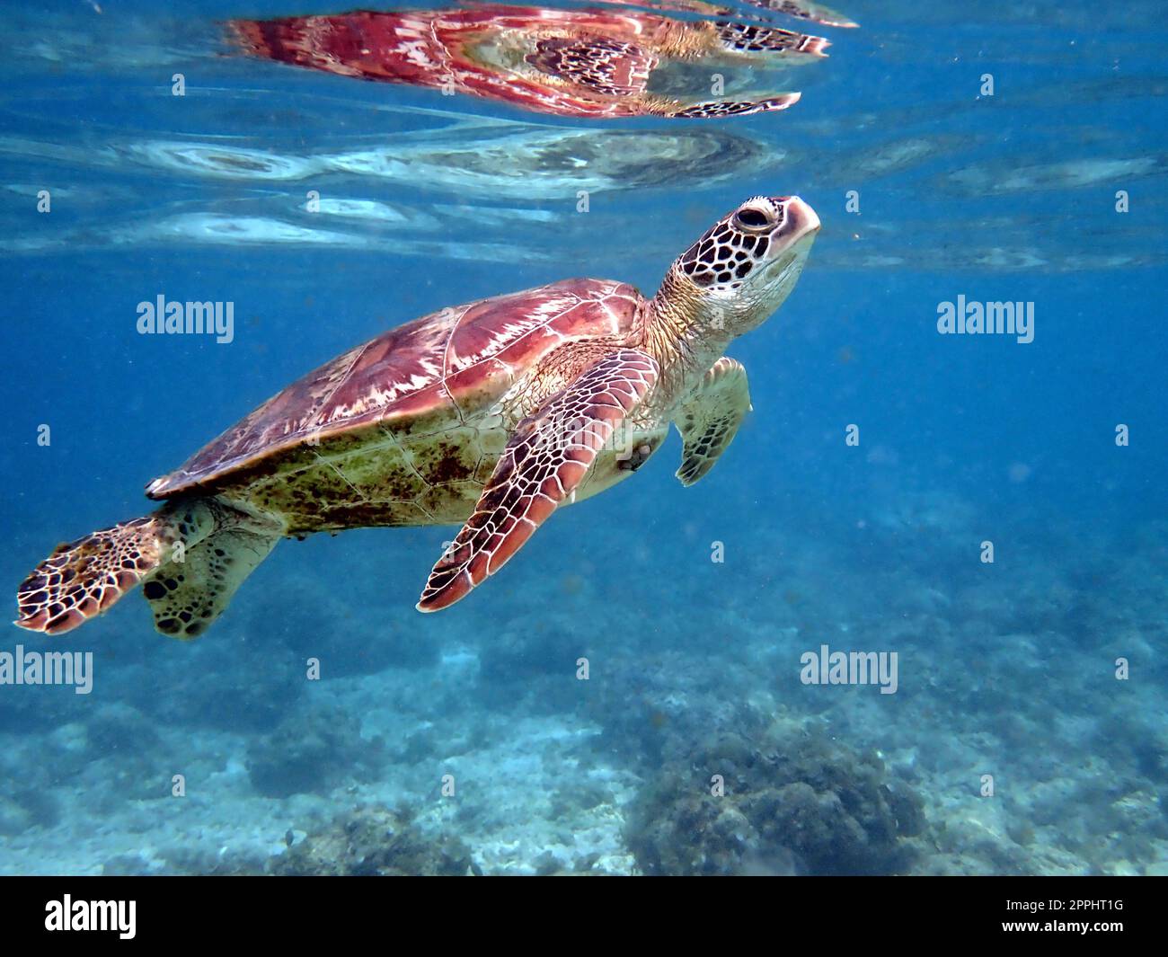 snorkeling with a sea turtle at moalboal on cebu island Stock Photo - Alamy