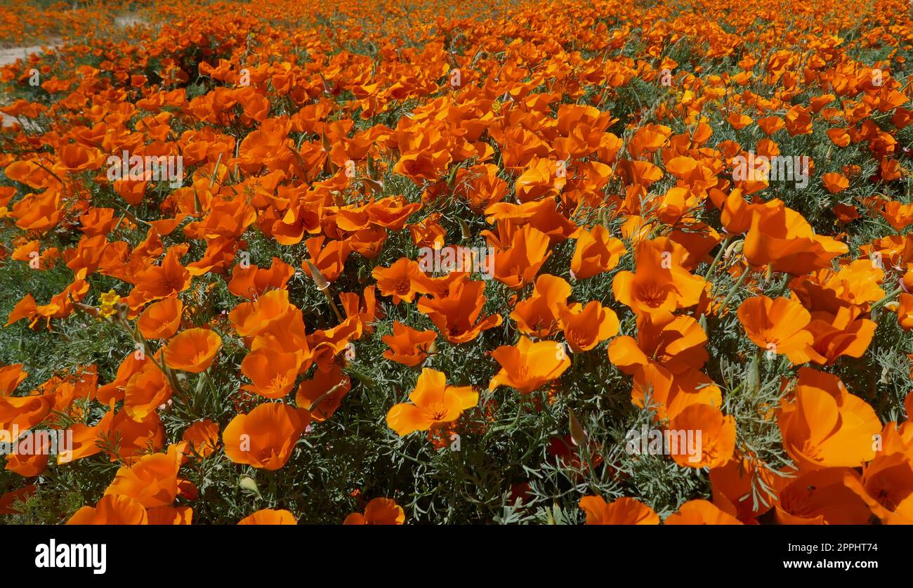 Lancaster, California, USA 23rd April 2023 Poppies at Antelope Valley ...