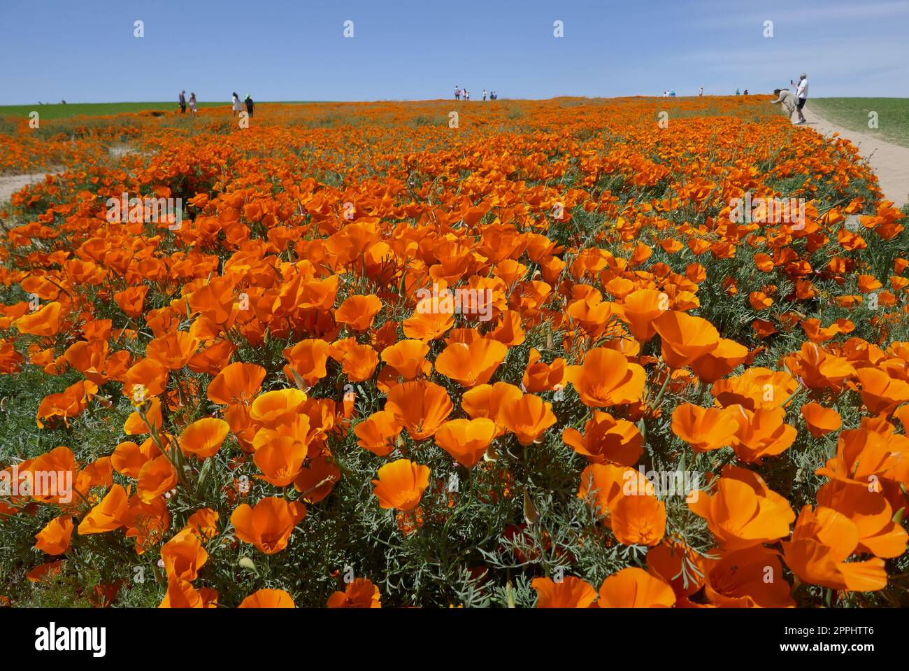 Lancaster, California, USA 23rd April 2023 Poppies at Antelope Valley ...