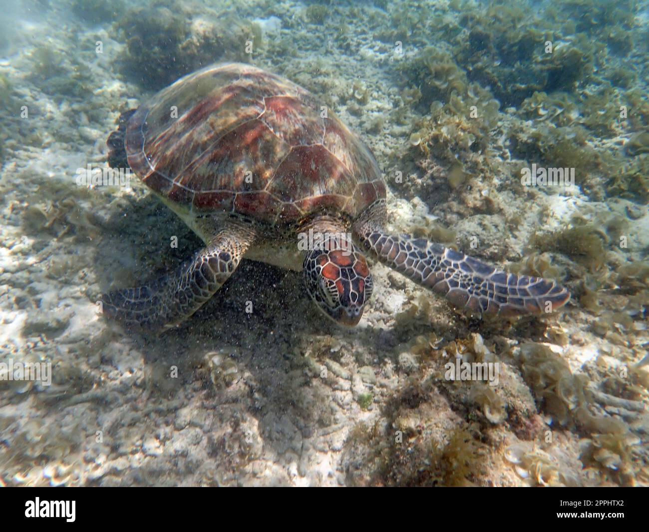 snorkeling with a sea turtle at moalboal on cebu island Stock Photo - Alamy