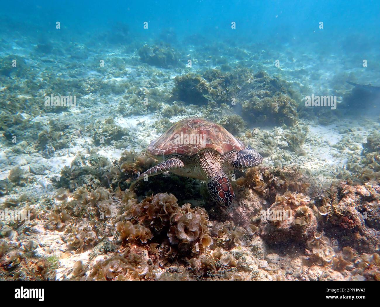 snorkeling with a sea turtle at moalboal on cebu island Stock Photo - Alamy