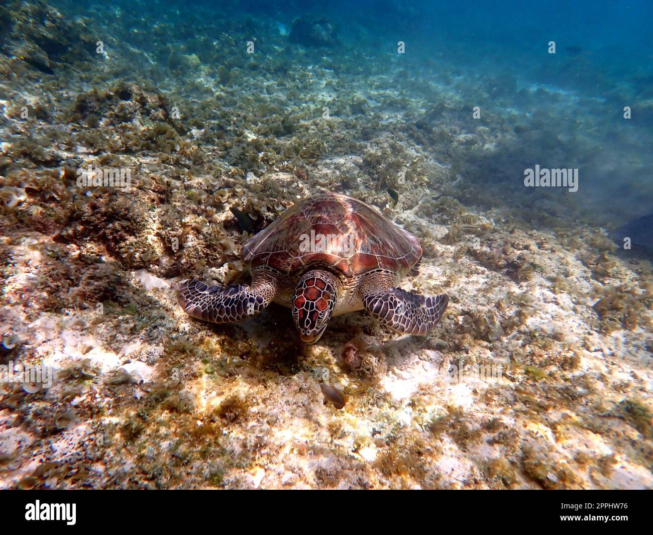 snorkeling with a sea turtle at moalboal on cebu island Stock Photo - Alamy