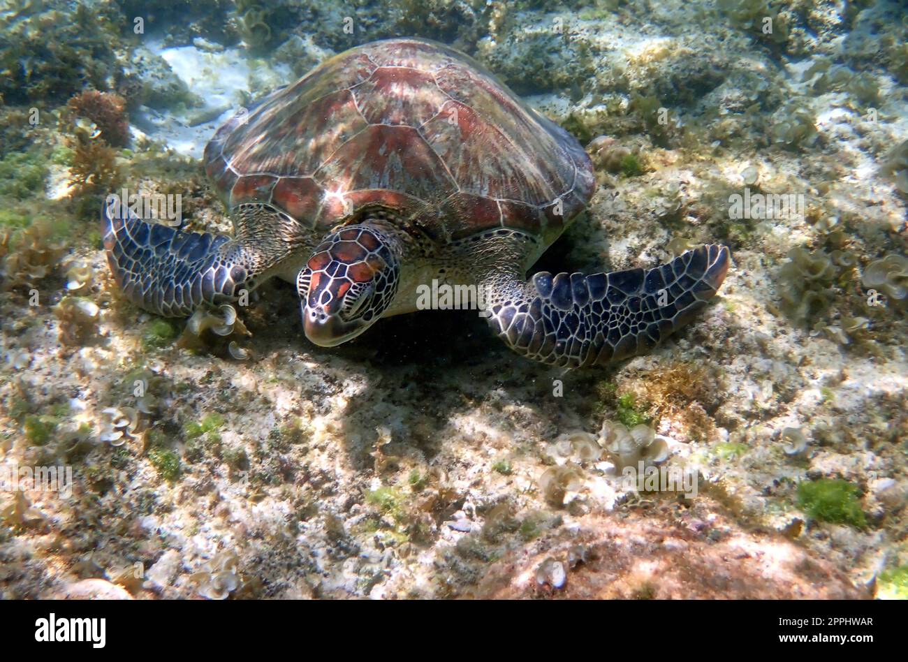 snorkeling with a sea turtle at moalboal on cebu island Stock Photo - Alamy