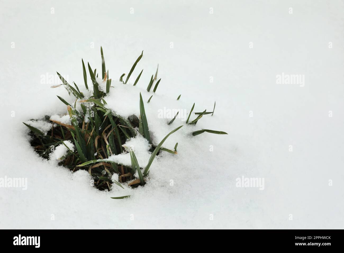 Green grass growing through snow hi-res stock photography and images ...