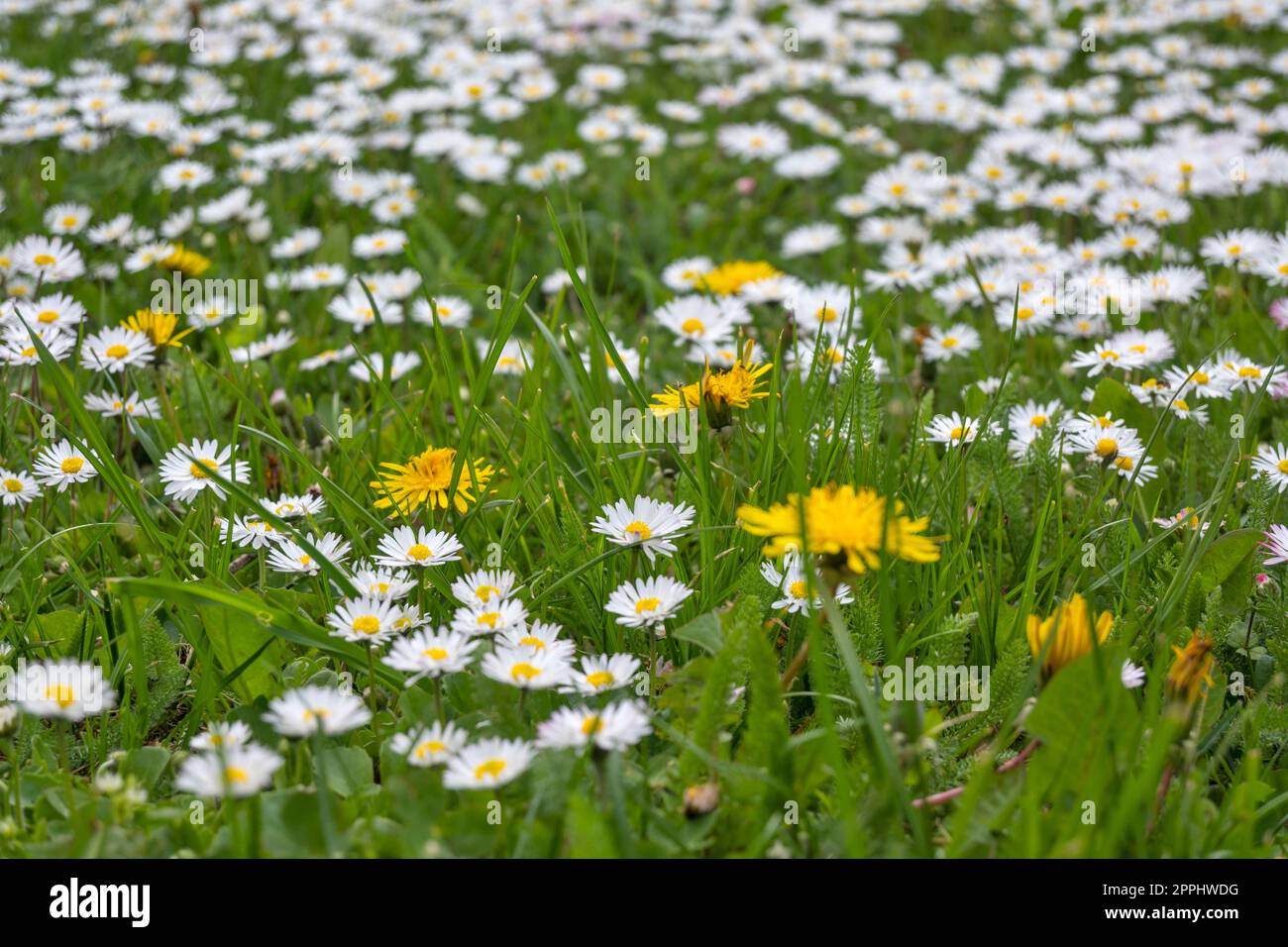 Amazing Spring flowers at South Park in city of Sofia, Bulgaria Stock ...