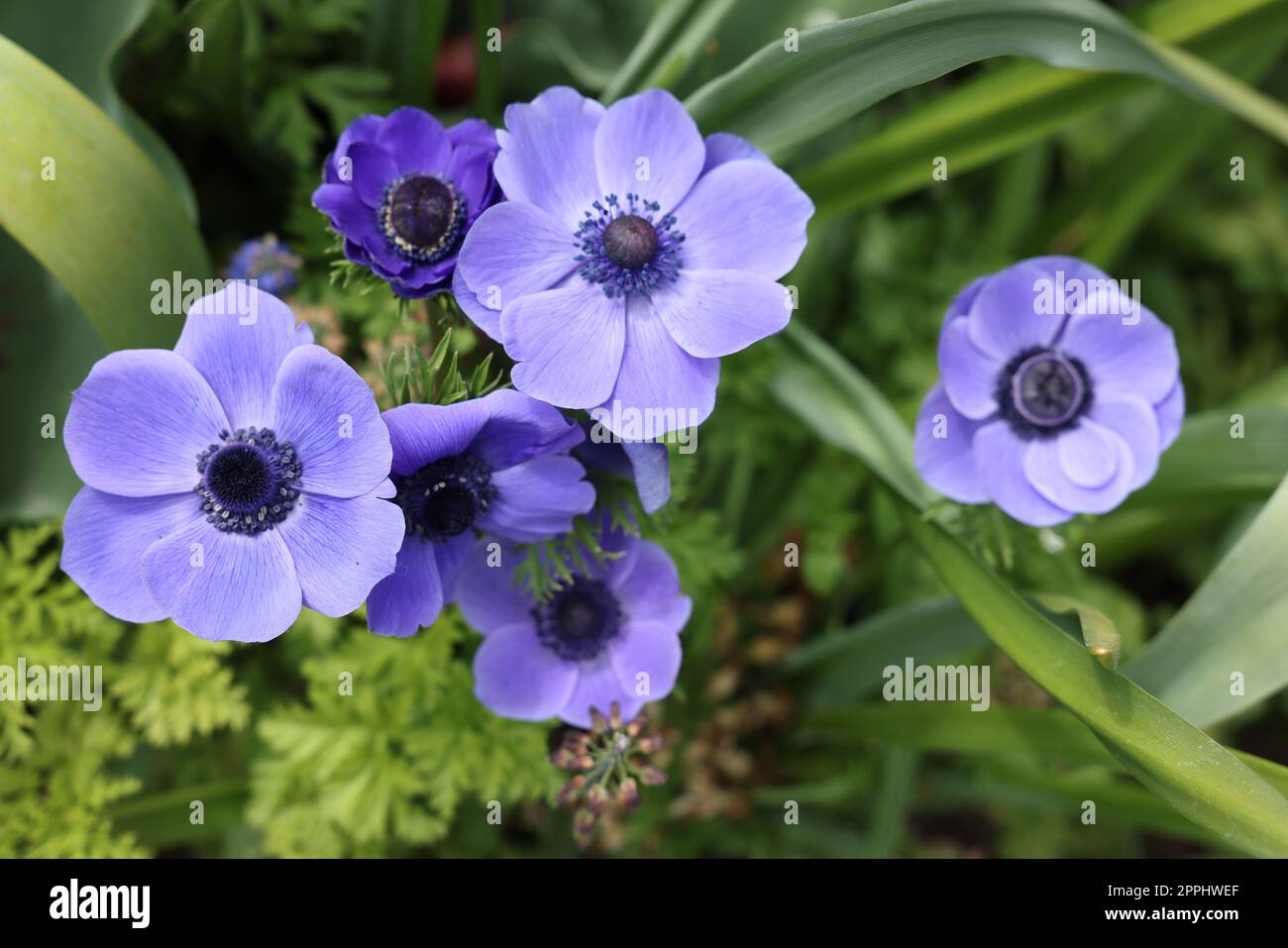 Beautiful blue anemone flowers growing outdoors, top view. Spring ...