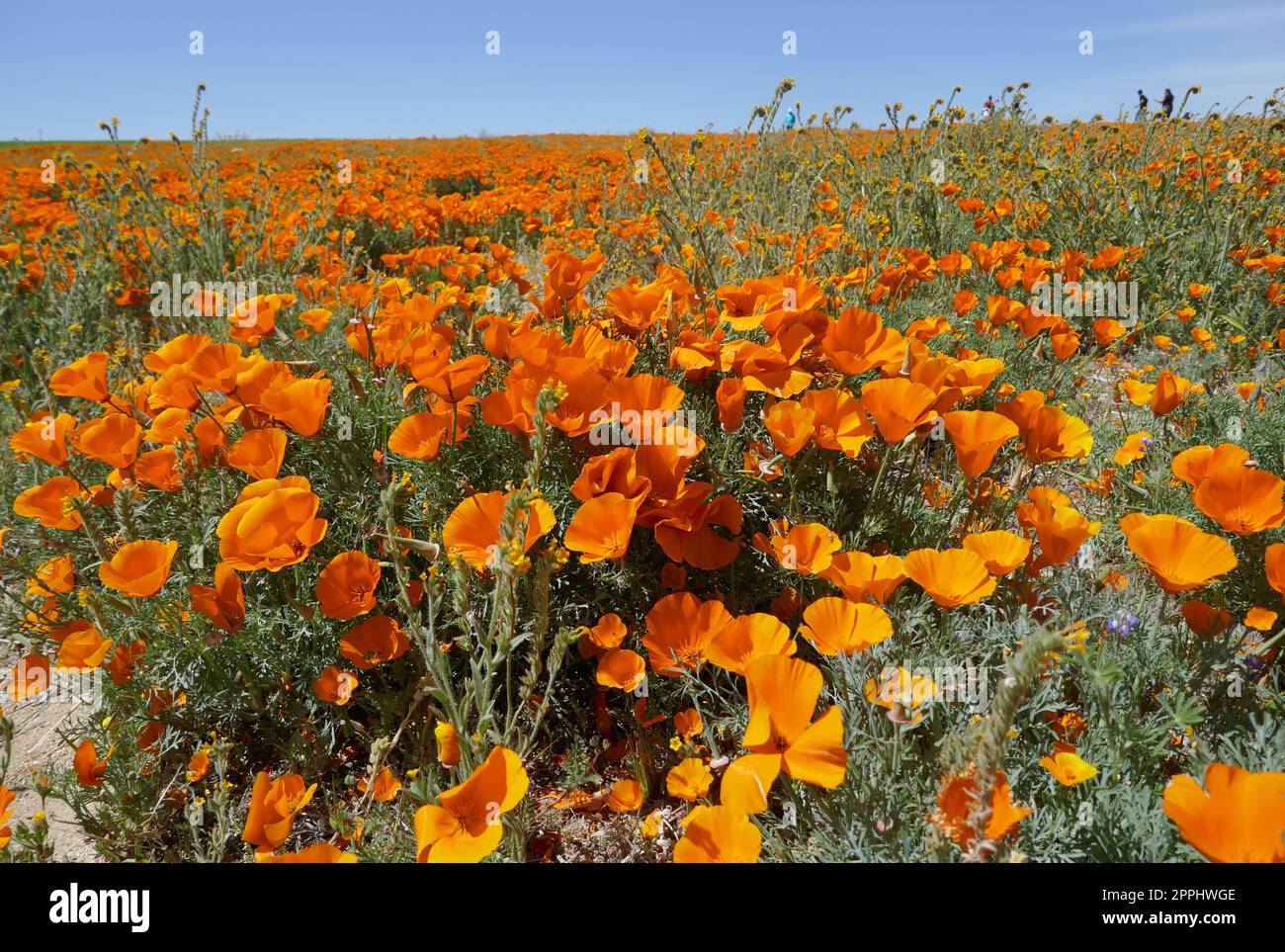Lancaster, California, USA 23rd April 2023 Poppies at Antelope Valley ...