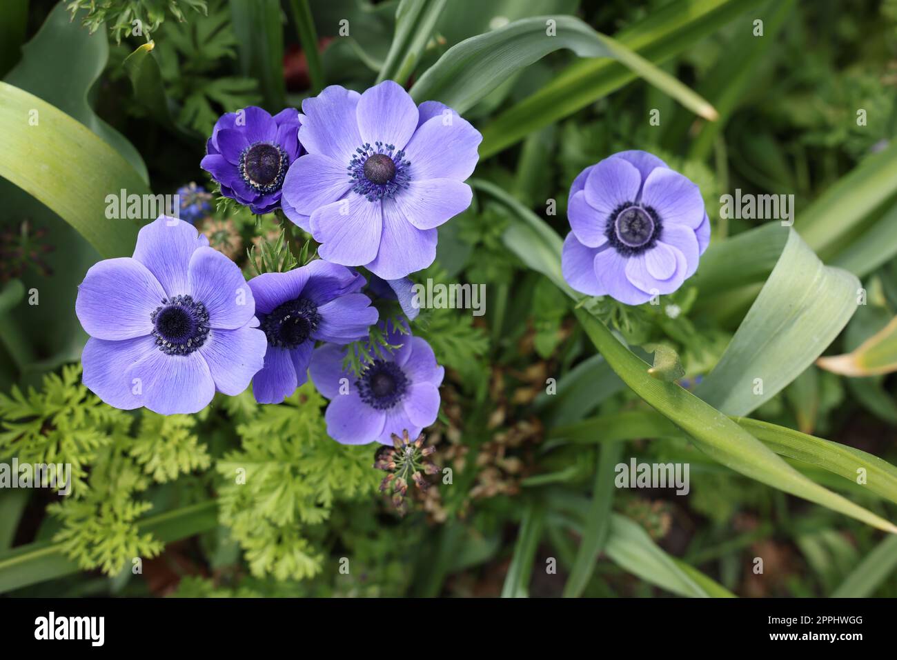 Beautiful blue anemone flowers growing outdoors, top view. Spring ...