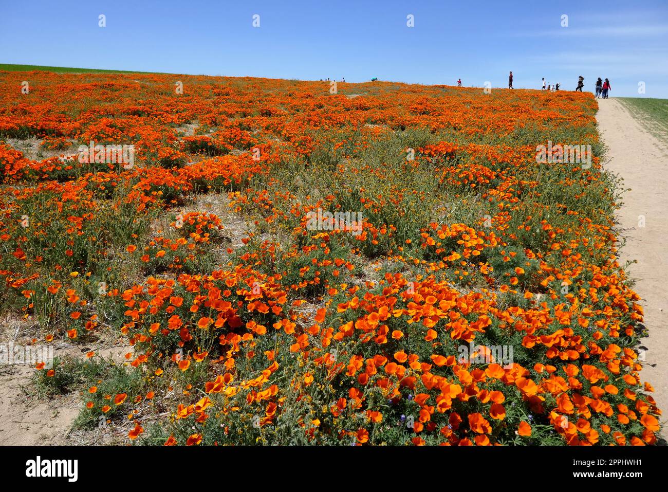 Lancaster, California, USA 23rd April 2023 Poppies at Antelope Valley ...