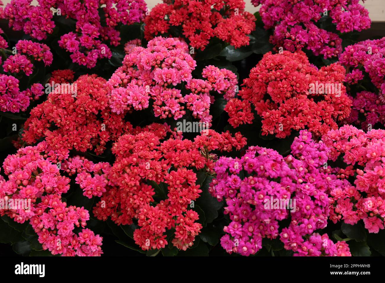 Kalanchoe plants hi-res stock photography and images - Alamy