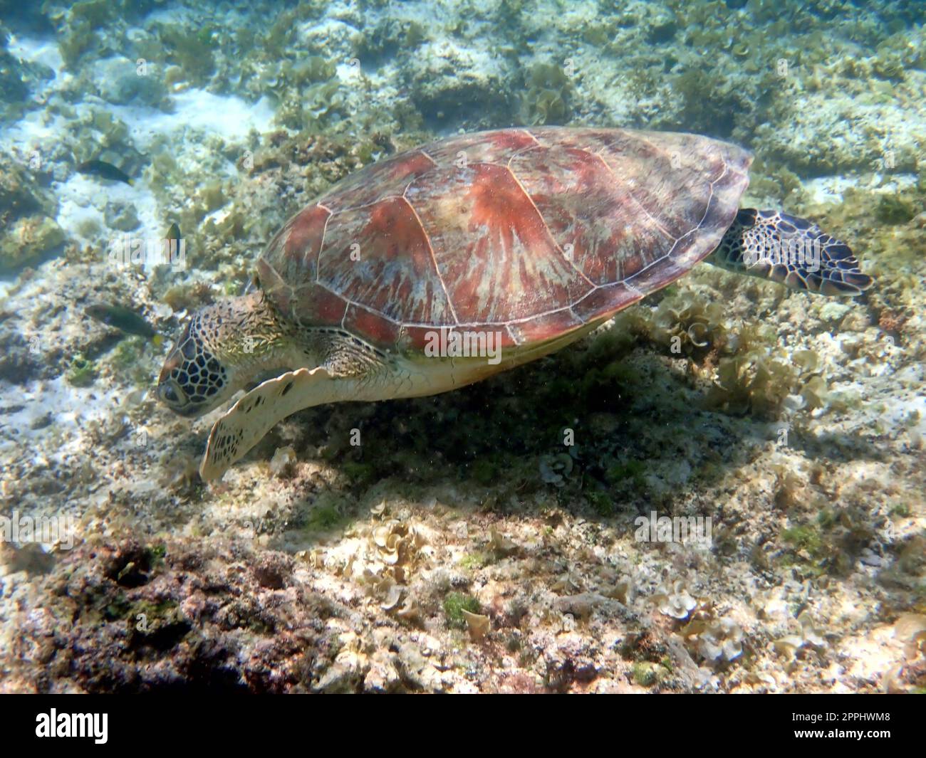 snorkeling with a sea turtle at moalboal on cebu island Stock Photo - Alamy