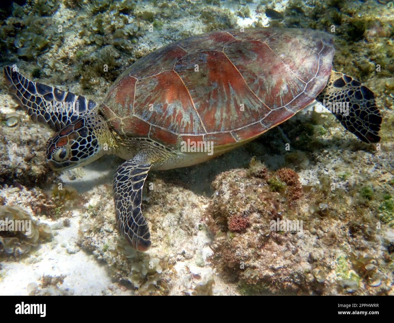 snorkeling with a sea turtle at moalboal on cebu island Stock Photo - Alamy