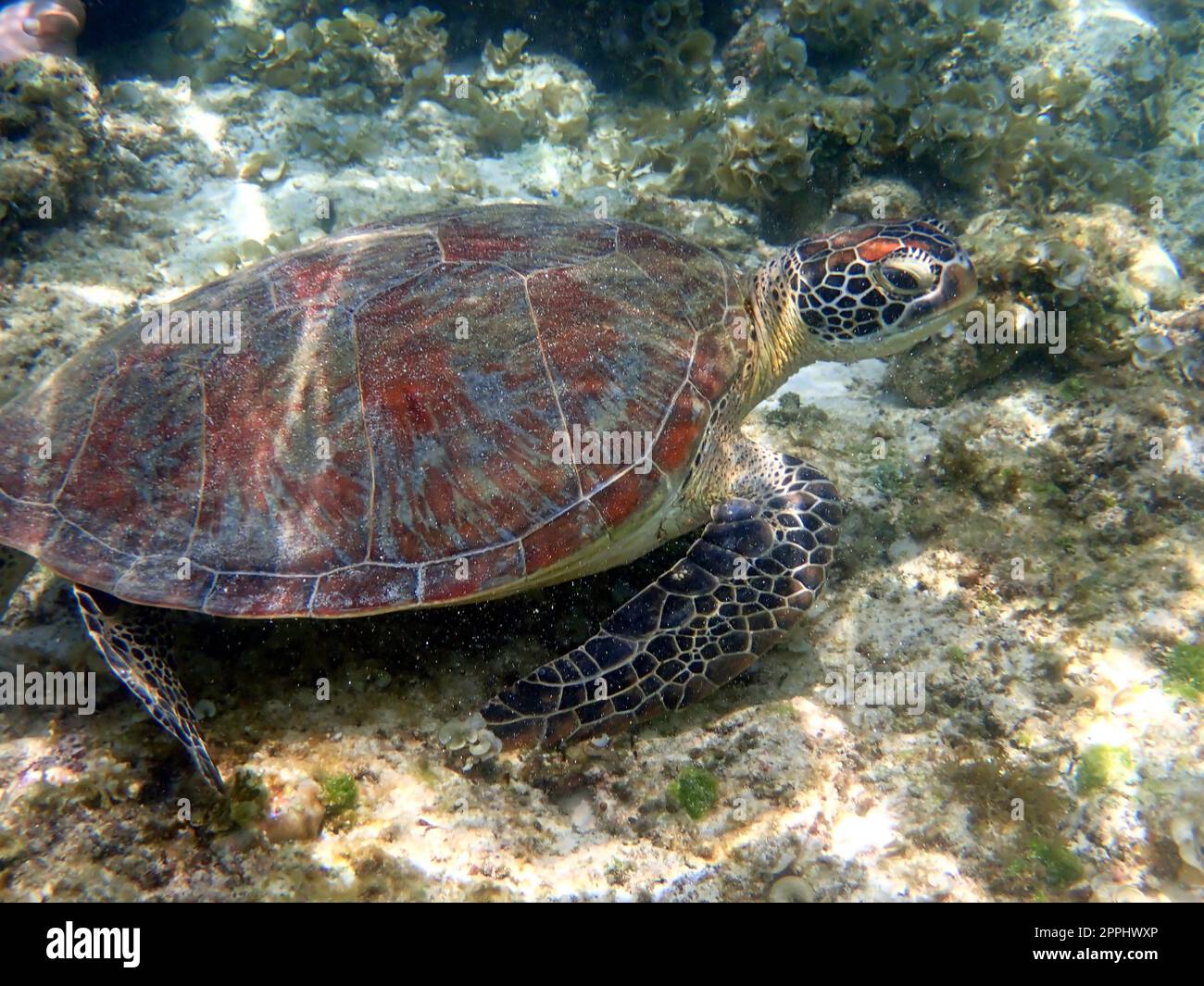 snorkeling with a sea turtle at moalboal on cebu island Stock Photo - Alamy