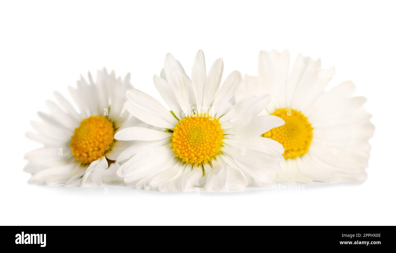 White wild spring flowers floral blooming flowering Cut Out Stock ...