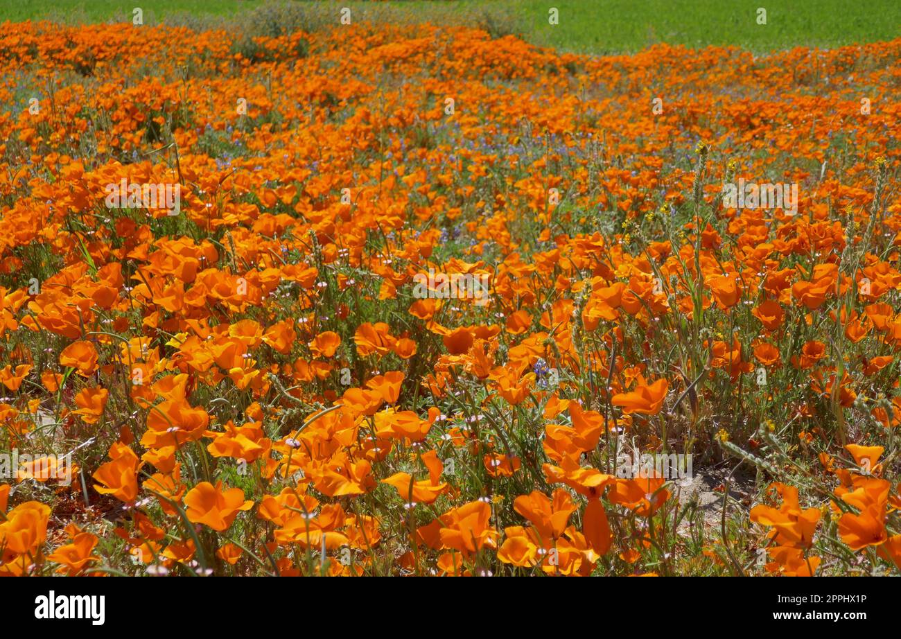 Lancaster, California, USA 23rd April 2023 Poppies at Antelope Valley ...