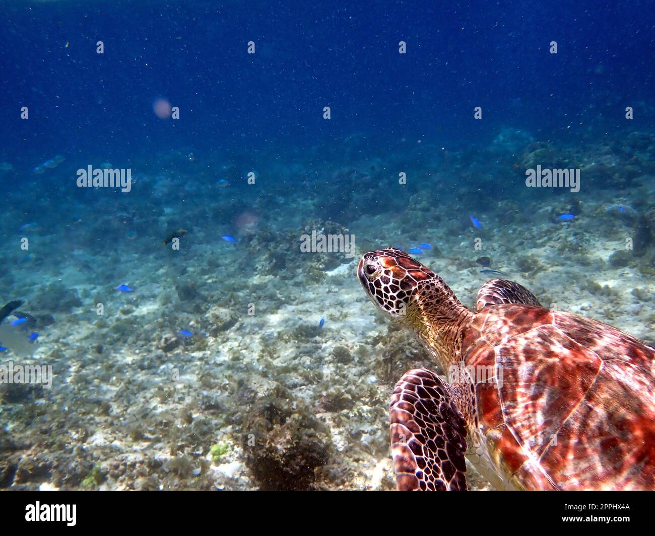 snorkeling with a sea turtle at moalboal on cebu island Stock Photo - Alamy